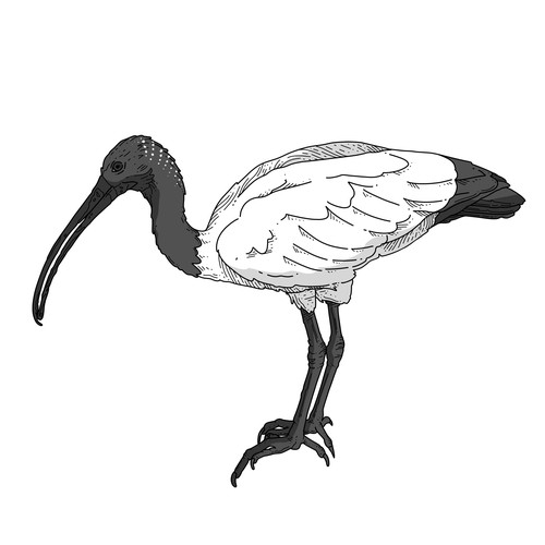 Australian Ibis Bin Chicken Tea Towel | Merchandise contest