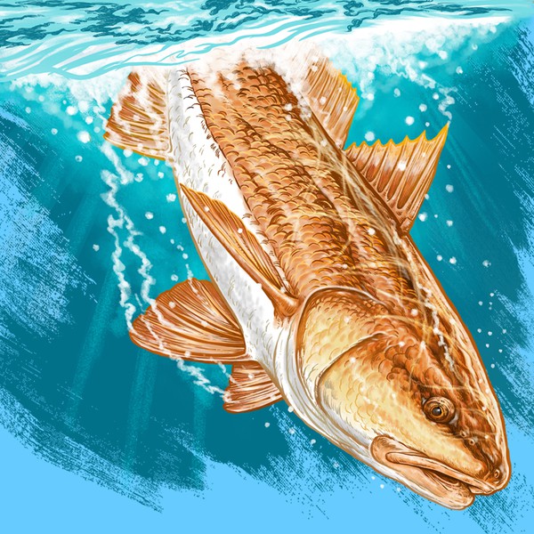 Help rebrand our soccer team as saline fc! | Logo design contest ...