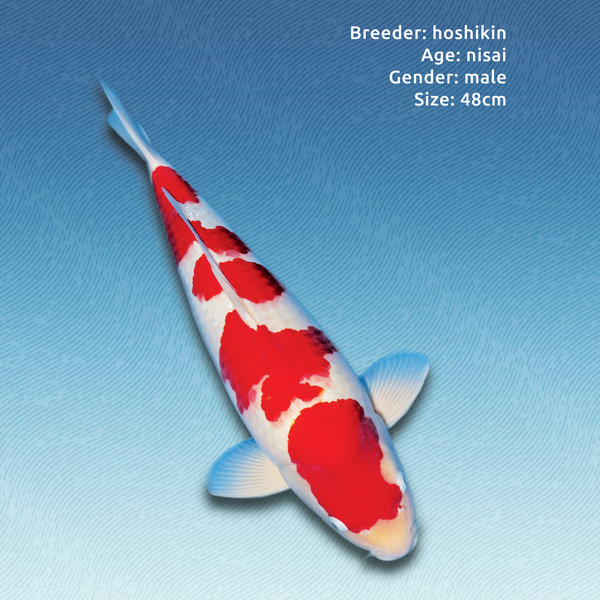 Exclusively koi - competition poster design| concursos de Póster ...