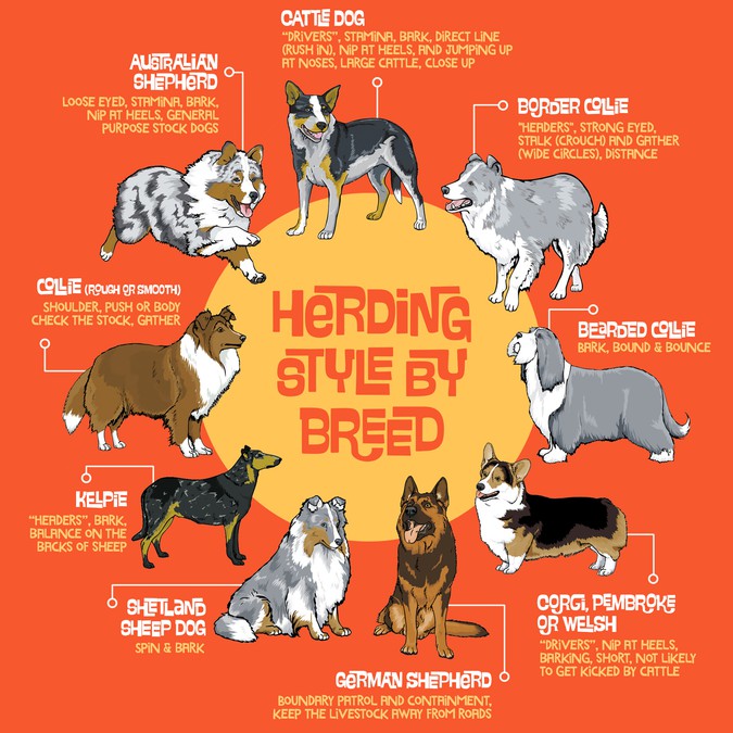 Infographic for Dog Training Business - Herding dogs! | Infographic contest