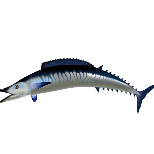 Wahoo Sport fish for fishing tournament brochure | Illustration or ...