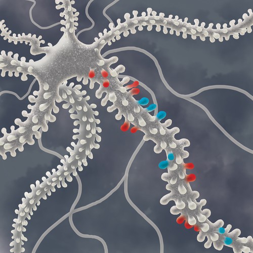 Illustration for the cover of prestigious neuroscience journal, Neuron ...