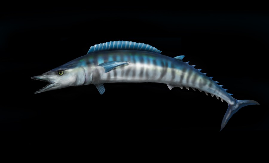 Wahoo Sport fish for fishing tournament brochure | Illustration or ...