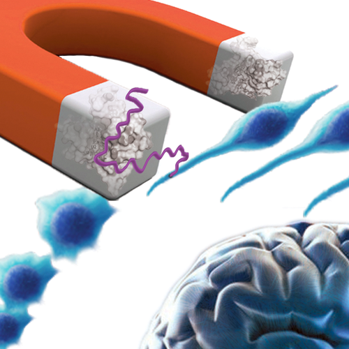 Brain cells for the Nature magazine cover page! | Magazine cover contest