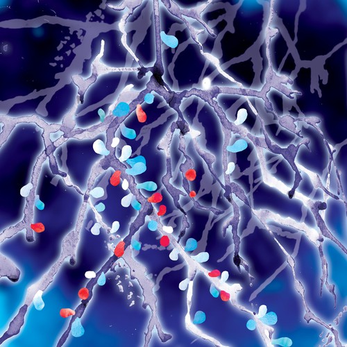 Illustration for the cover of prestigious neuroscience journal, Neuron ...