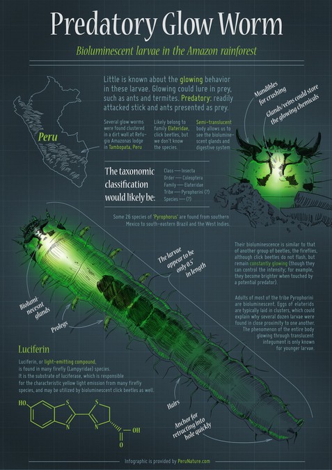 Predatory Glow Worm Infographic | Infographic contest