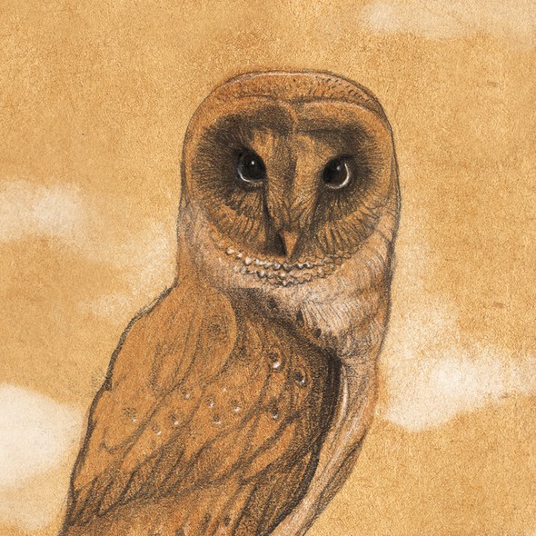 Owl Art: the Best Custom Owl Artwork | 99designs