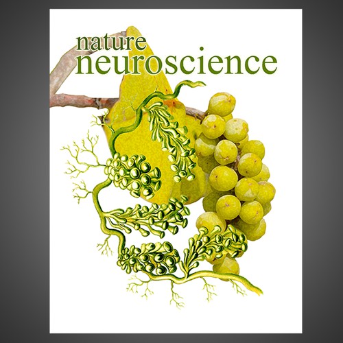 Illustration for the cover of prestigious neuroscience journal, Nature ...