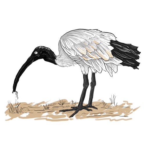 Australian Ibis Bin Chicken Tea Towel | Merchandise contest