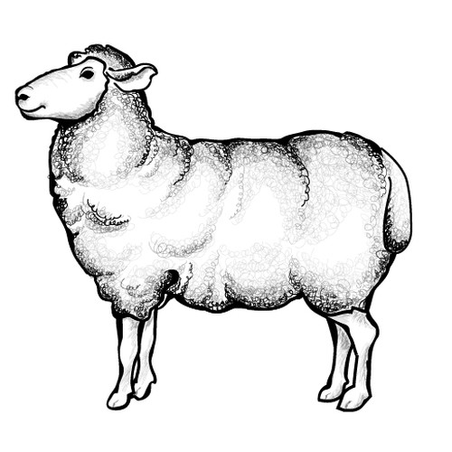 We need you to draw a lamb. | Illustration or graphics contest