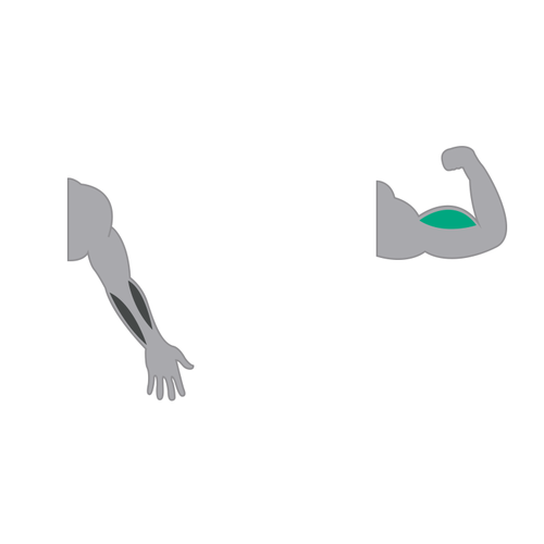 Create 2 muscle icons for a health and fitness app | Icon or button contest