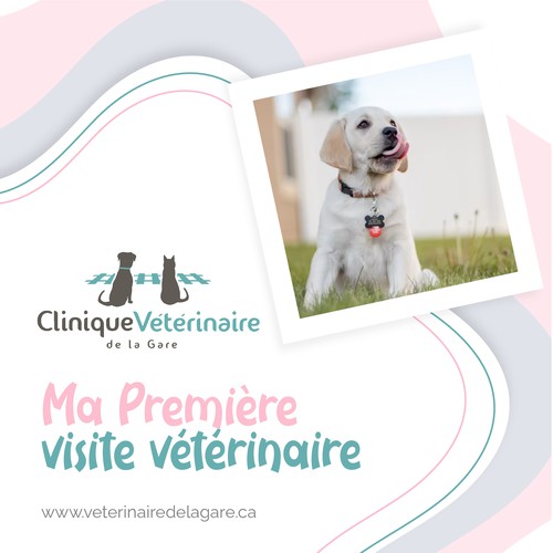 Designs | My first veterinary visit | Postcard, flyer or print contest