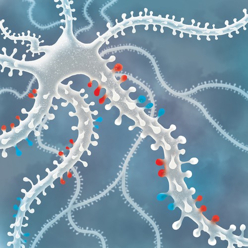 Illustration for the cover of prestigious neuroscience journal, Neuron ...