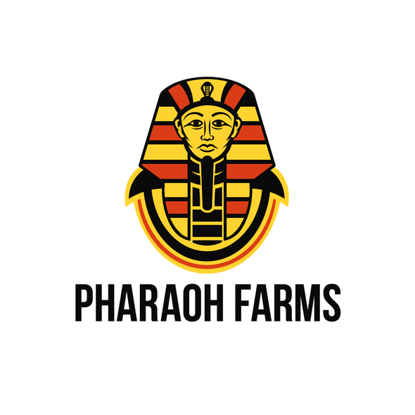 Pharaoh Logos - 39+ Best Pharaoh Logo Images, Photos & Ideas | 99designs
