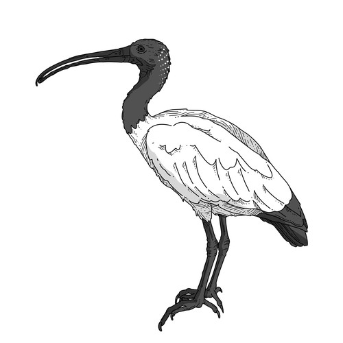 Australian Ibis Bin Chicken Tea Towel | Merchandise contest