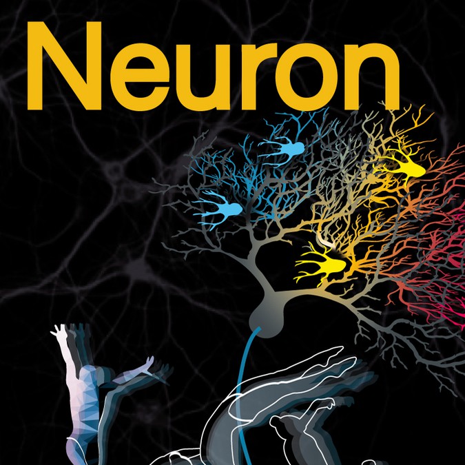 Illustration for the cover of prestigious neuroscience journal, Neuron ...