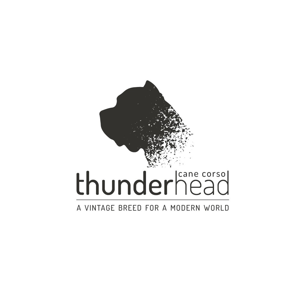 Thunder Logos - Free Thunder Logo Ideas, Design & Templates