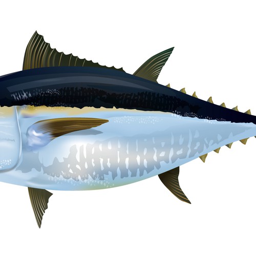 Saltwater Sport Fish design - Blackfin Tuna - for tournament flyer and ...