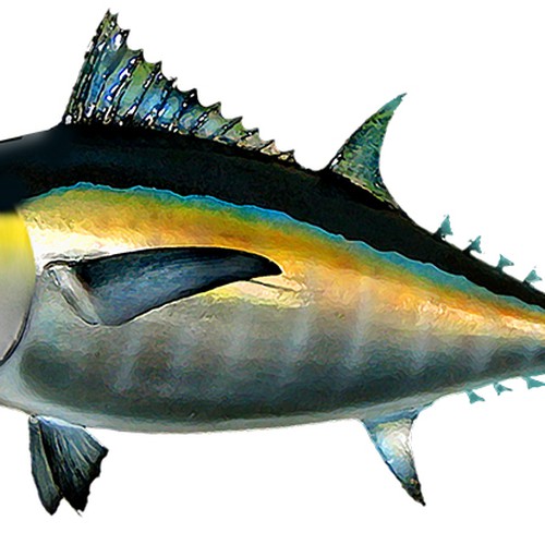 Saltwater Sport Fish design - Blackfin Tuna - for tournament flyer and ...