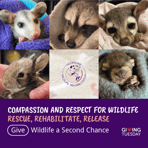 Rescue Designs - 71+ Rescue Design Ideas, Images & Inspiration In 2024 ...