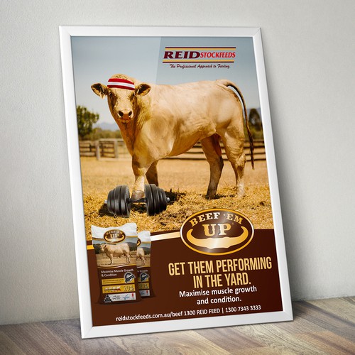 Knockout Glossy Magazine Advert of Cattle doing weights in the Paddock ...