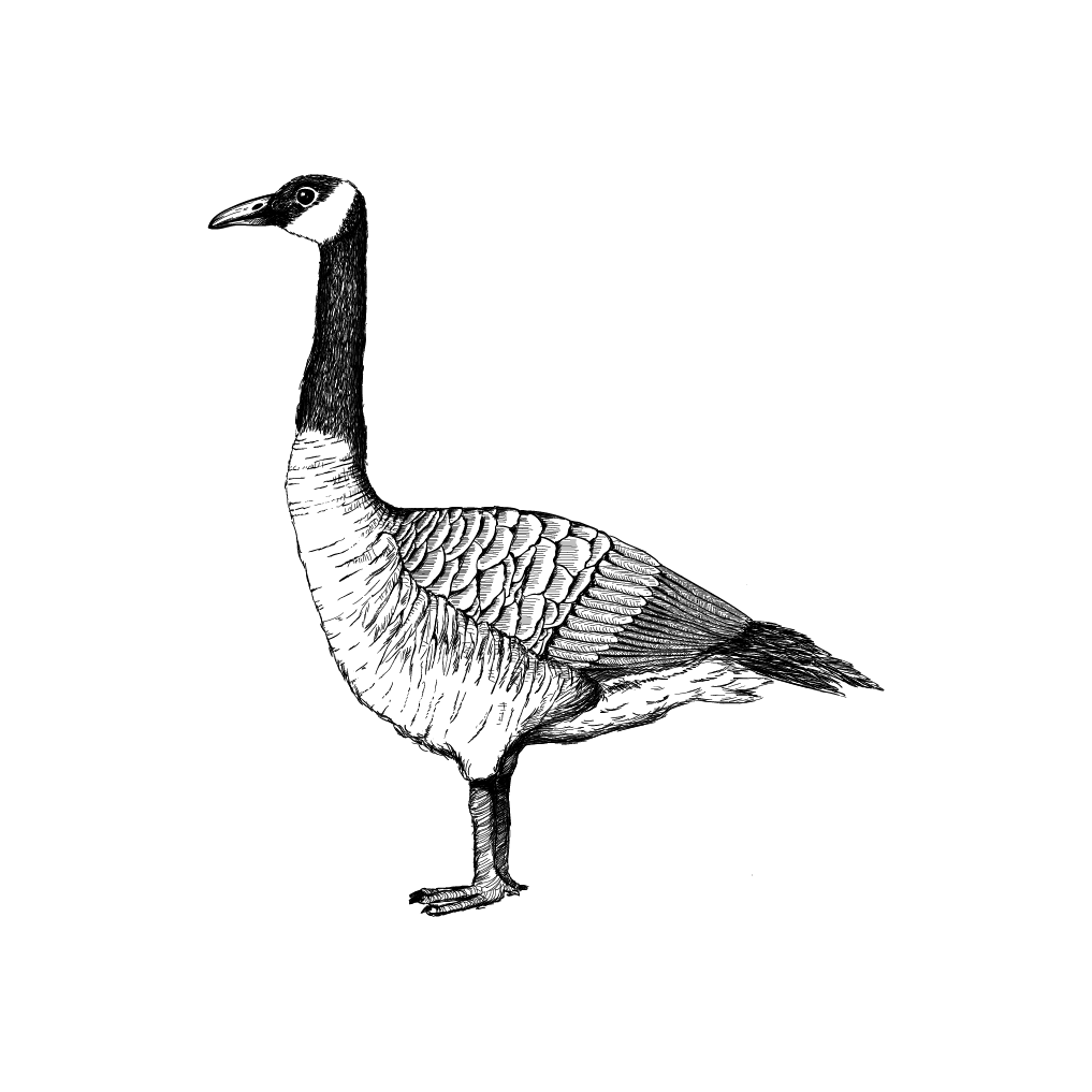 Goose Logos - Free Goose Logo Ideas, Design & Templates