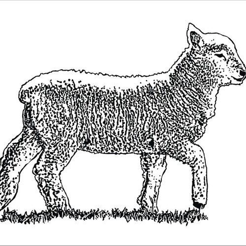 We need you to draw a lamb. | Illustration or graphics contest